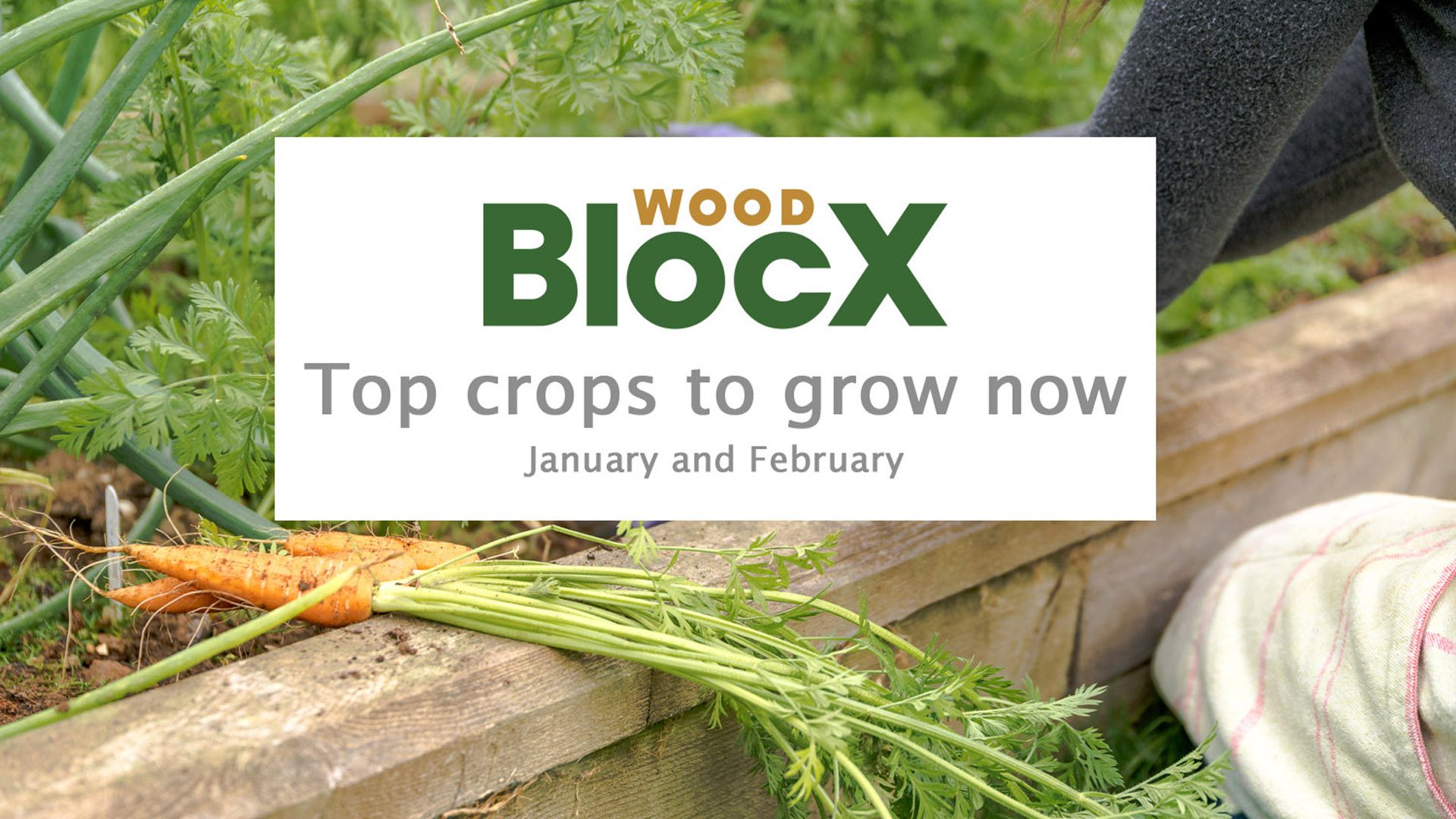 Grow these easy to grow veg in your WoodblocX Raised bed during January ...